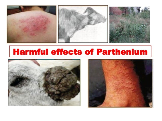 Parthenium Awarness Week-2024, Dr. JAGADISH | PPTX