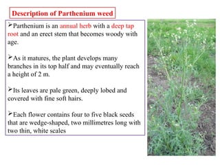 Parthenium Awarness Week-2024, Dr. JAGADISH | PPTX