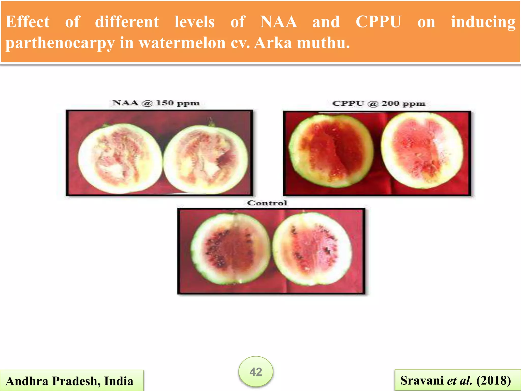Parthenocarpic vegetables.pptx