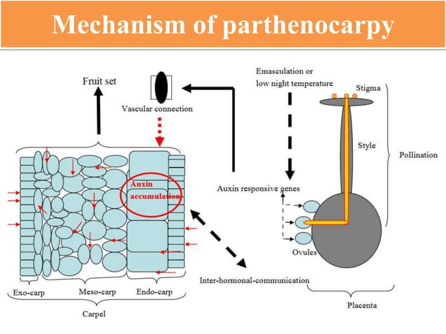 Parthenocarpic vegetables.pptx | Infertility | Reproductive Health