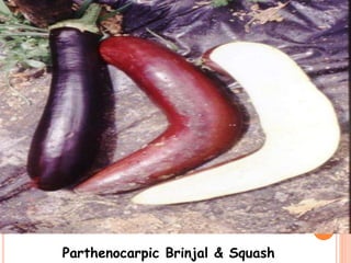Parthenocarpy | PPTX