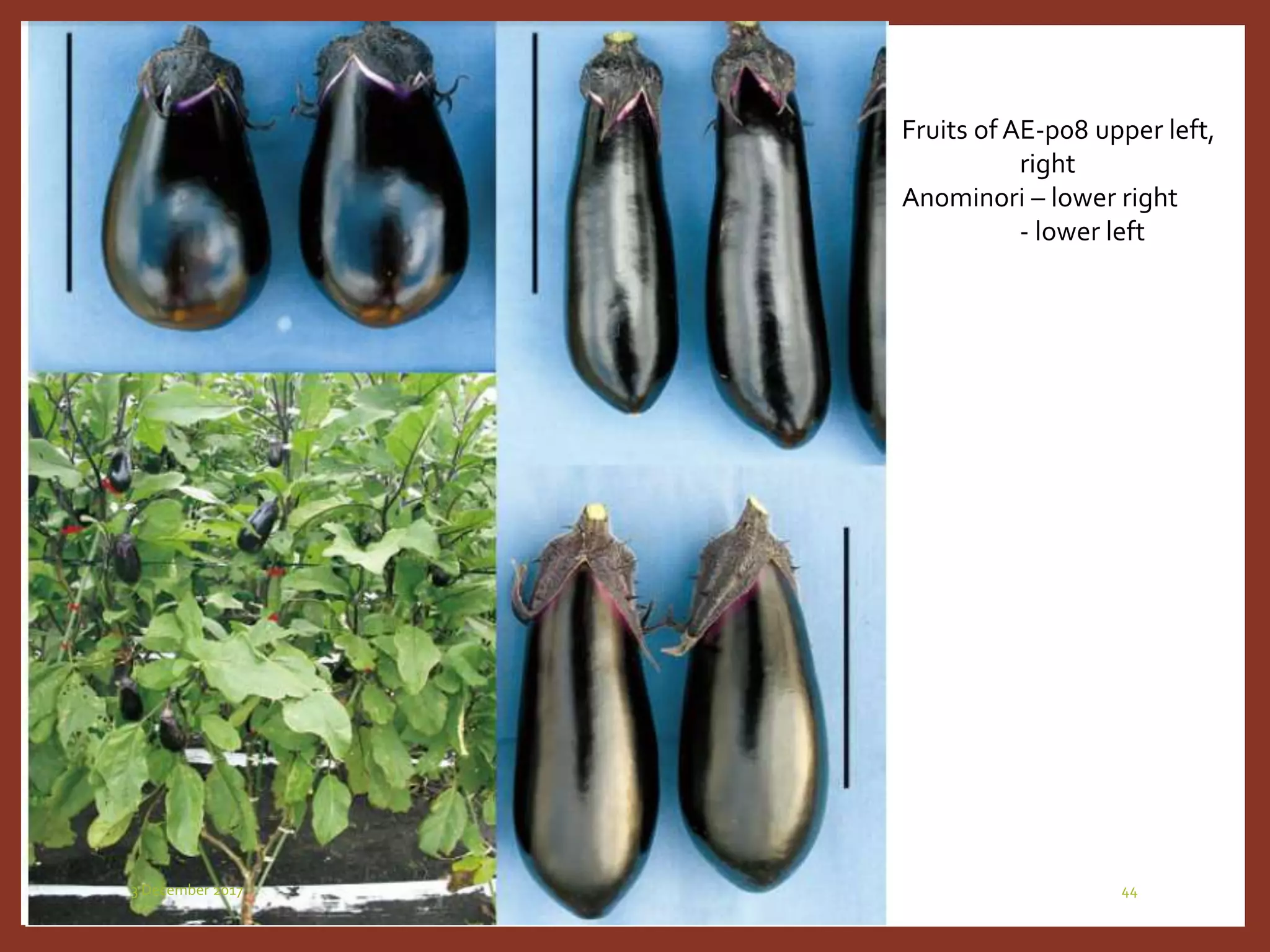 Parthenocarpy types, mechanism, phytohormone level, breeding, vegetable ...