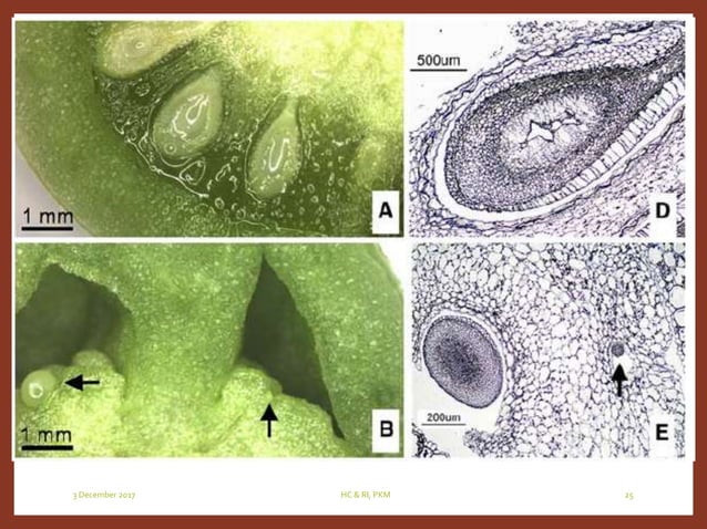 Parthenocarpy types, mechanism, phytohormone level, breeding, vegetable ...