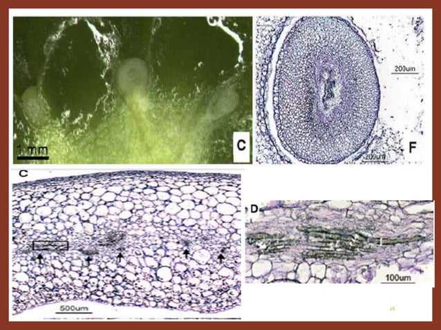Parthenocarpy types, mechanism, phytohormone level, breeding, vegetable ...