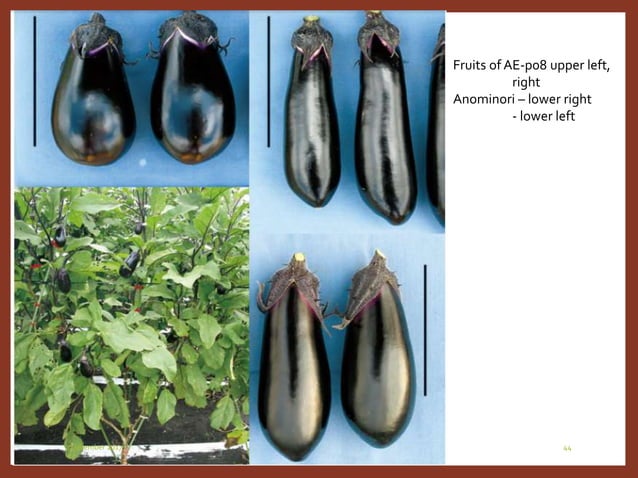 Parthenocarpy types, mechanism, phytohormone level, breeding, vegetable ...