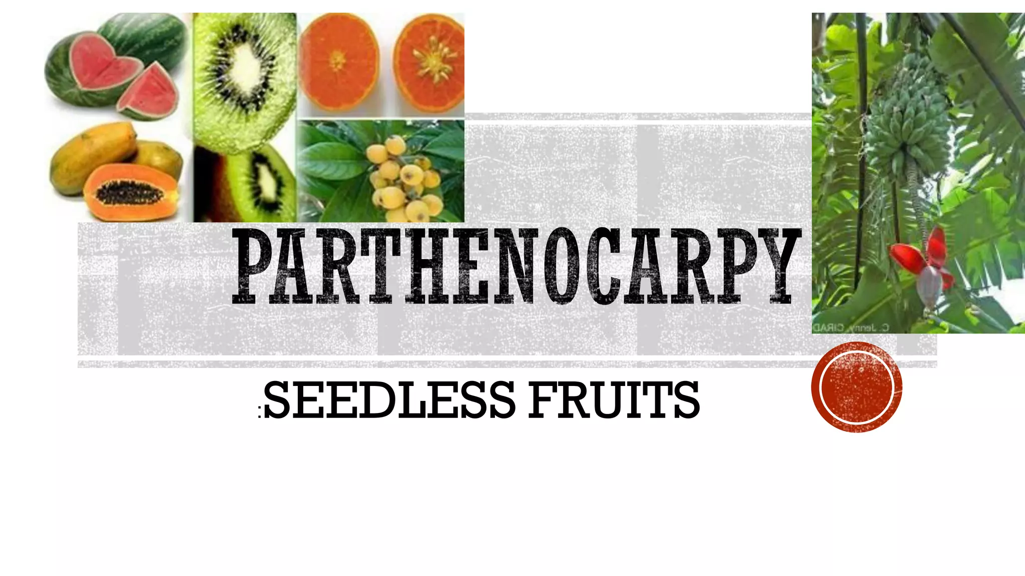Parthenocarpy | PDF