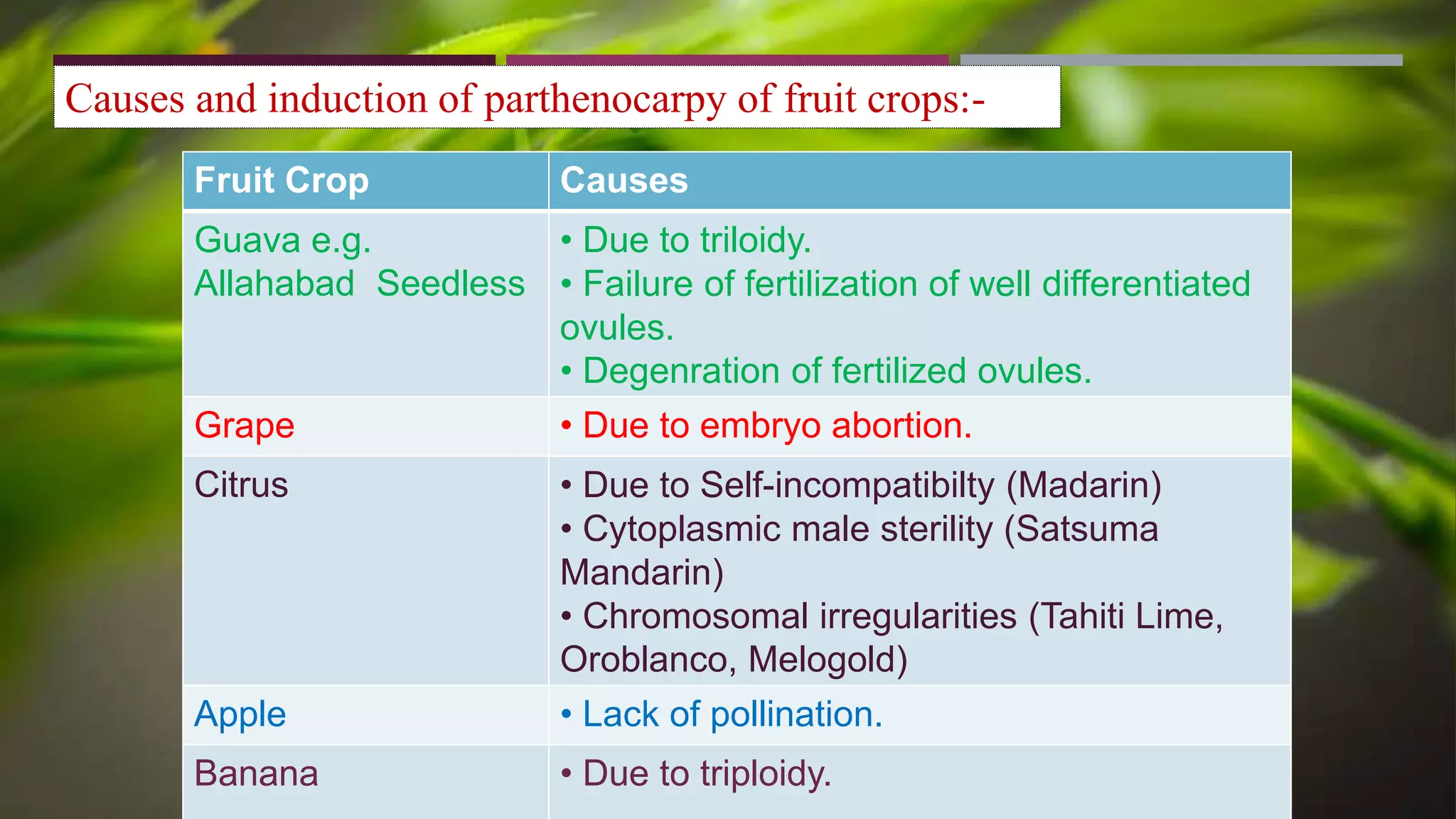 An Introduction to Parthenocarpy | PPTX