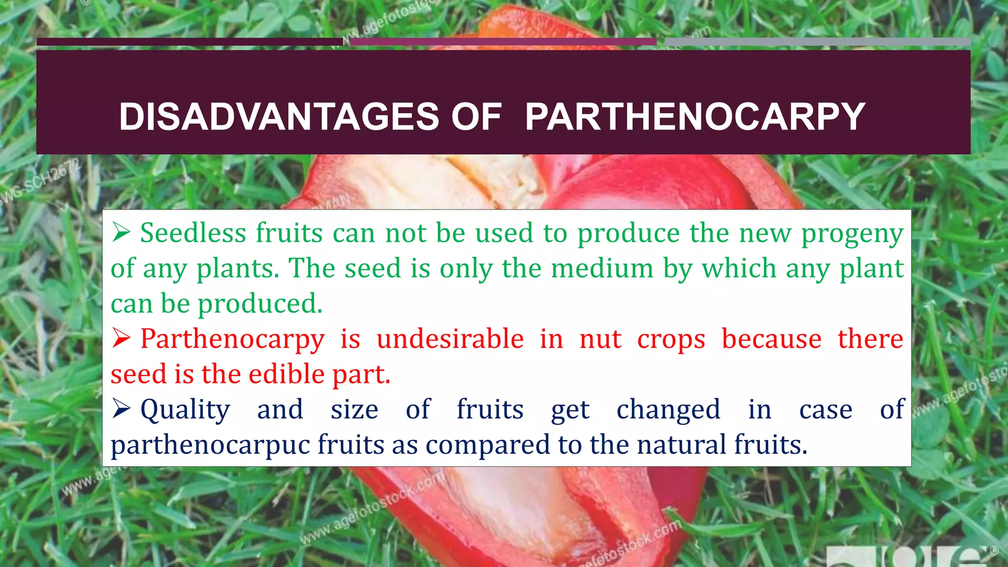 An Introduction to Parthenocarpy | PPTX