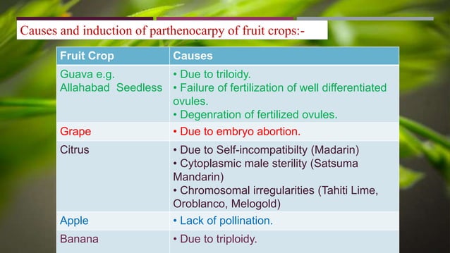 An Introduction to Parthenocarpy | PPTX | Infertility | Reproductive Health