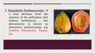 An Introduction to Parthenocarpy | PPTX