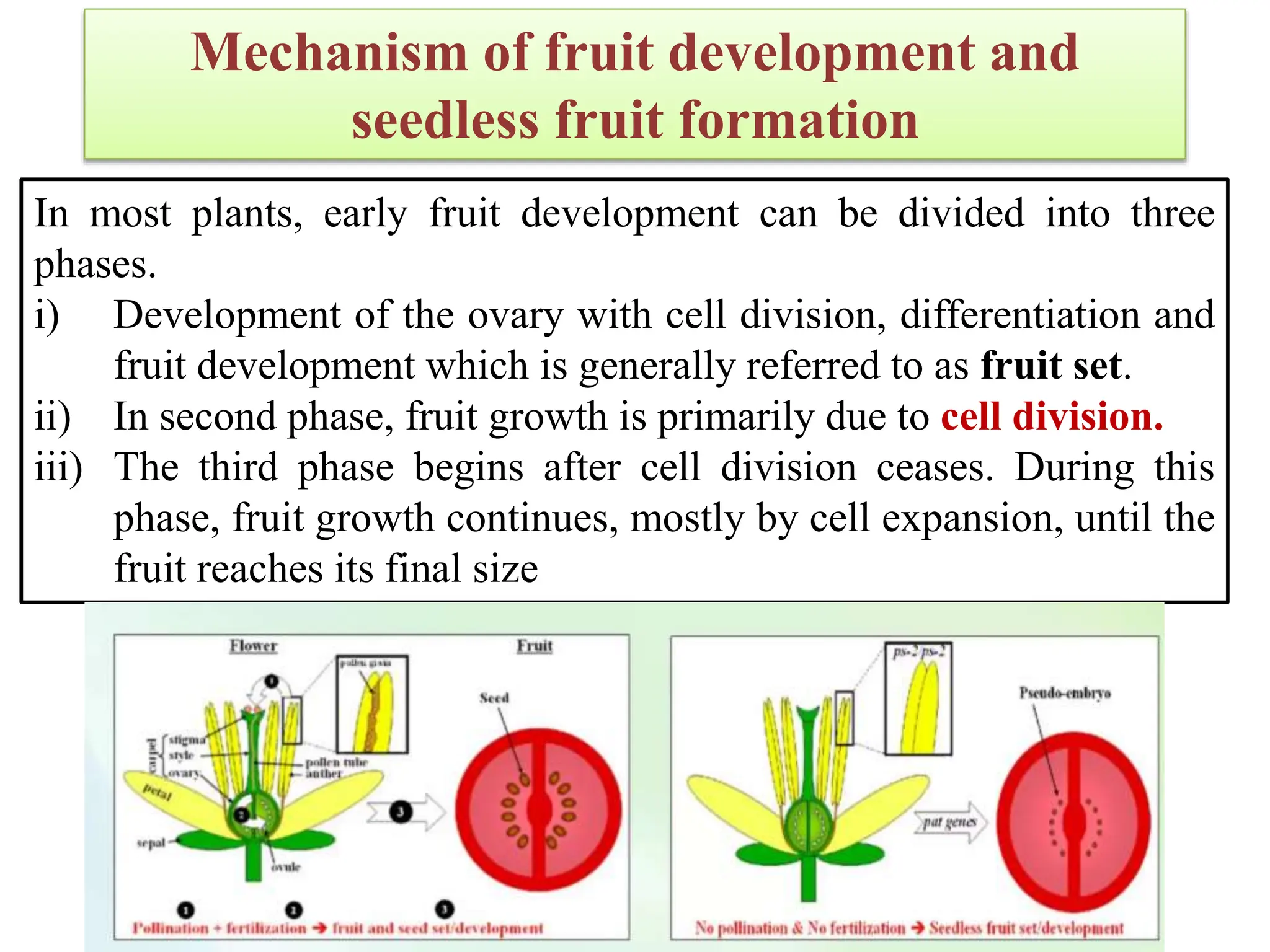 parthenocarpy in fruits : its nature and types | PPTX