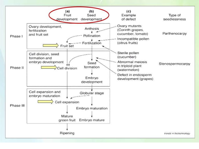 parthenocarpy in fruits : its nature and types | PPTX