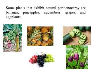 parthenocarpy in fruits : its nature and types | PPTX