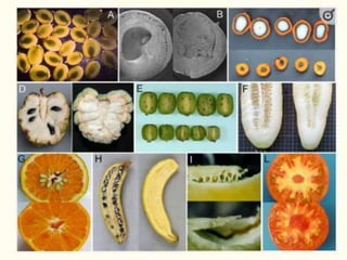 parthenocarpy in fruits : its nature and types | PPTX