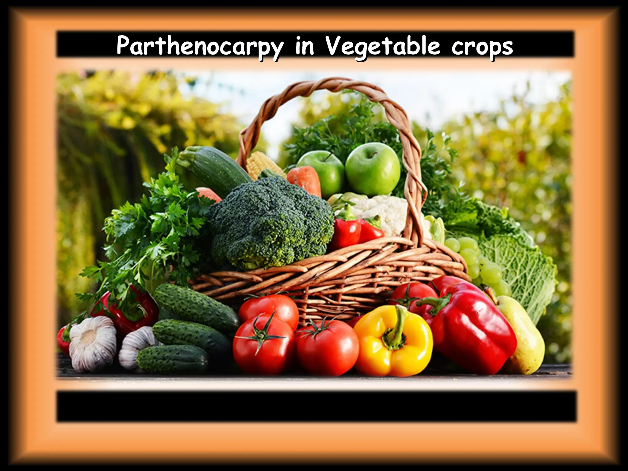 Parthenocarpy in Vegetable crops .ppt