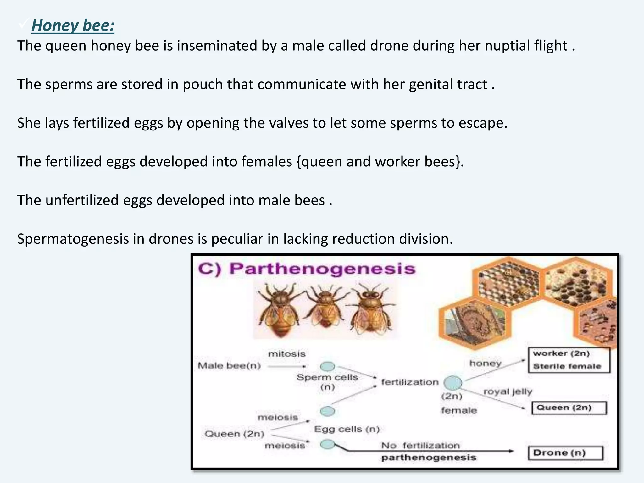 Parthenogenesis, Natural parthenogenesis, Artificial parthenogenesis | PPT