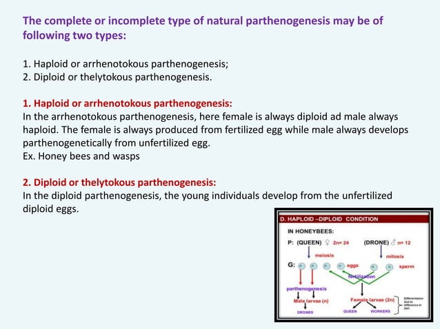 Parthenogenesis, Natural parthenogenesis, Artificial parthenogenesis ...