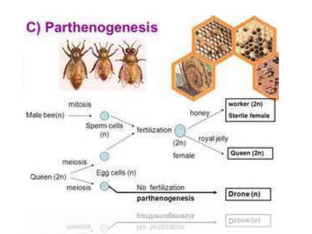 Parthenogenesis | PPTX