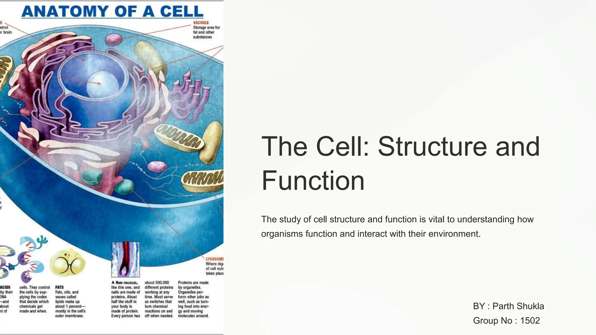 The cell : Structures and Functions. | PPTX | Biological Sciences | Science