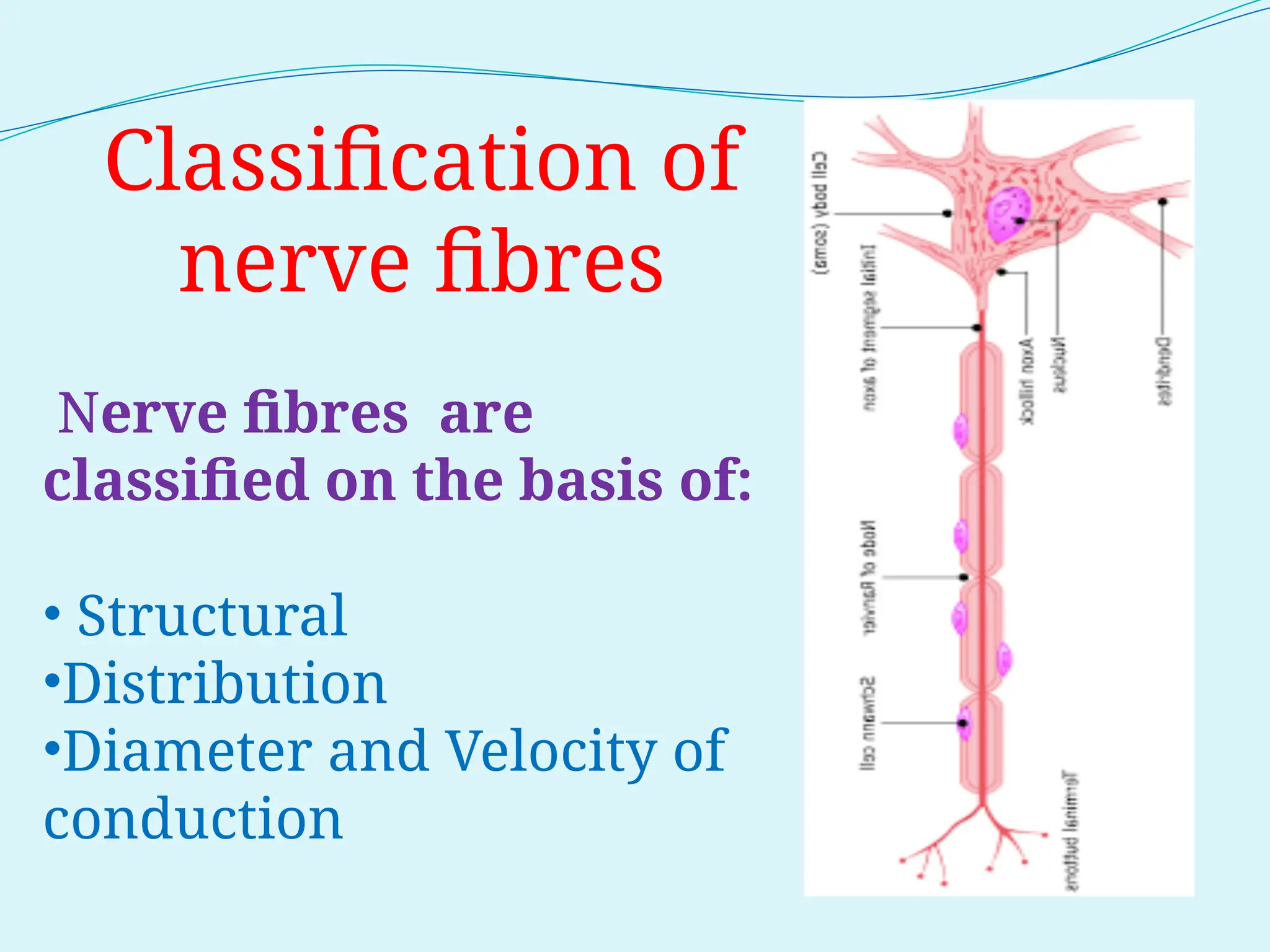 Classification and poperties of Nerve fibres | PPTX