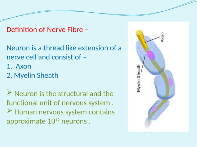 Classification and poperties of Nerve fibres | PPTX | Brain and Nervous ...