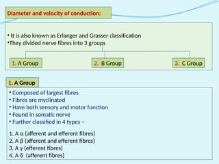Classification and poperties of Nerve fibres | PPTX