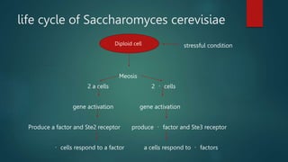 PARTH SHARMA GENETIC PRESENTAION.pptx