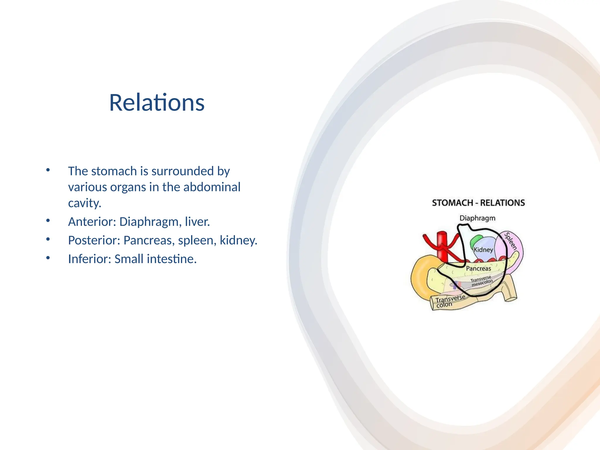 parth stomach anatomy of stomach by JJAMC collage | PPTX