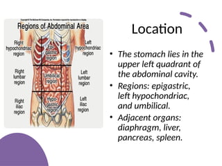 parth stomach anatomy of stomach by JJAMC collage | PPTX