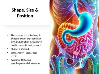 parth stomach anatomy of stomach by JJAMC collage | PPTX