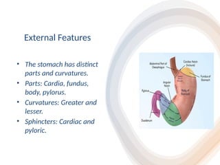 parth stomach anatomy of stomach by JJAMC collage | PPT