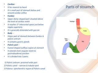 parth stomach anatomy of stomach by JJAMC collage | PPT