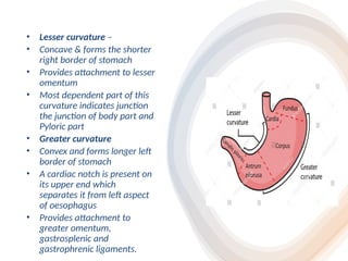 parth stomach anatomy of stomach by JJAMC collage | PPT