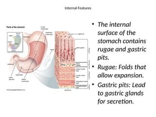 parth stomach anatomy of stomach by JJAMC collage | PPT