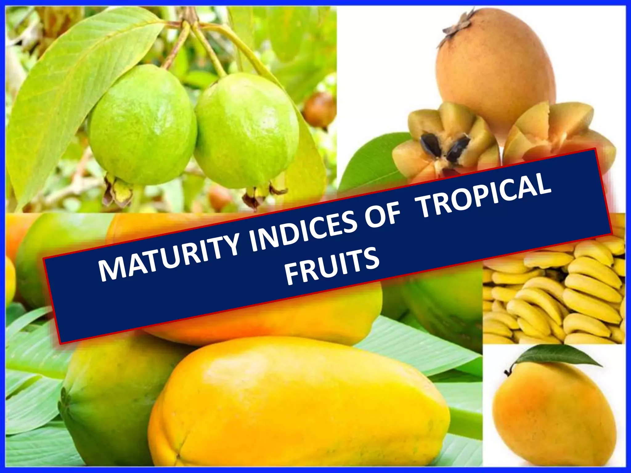 Physiological maturity indices in tropical fruit crops | PPTX