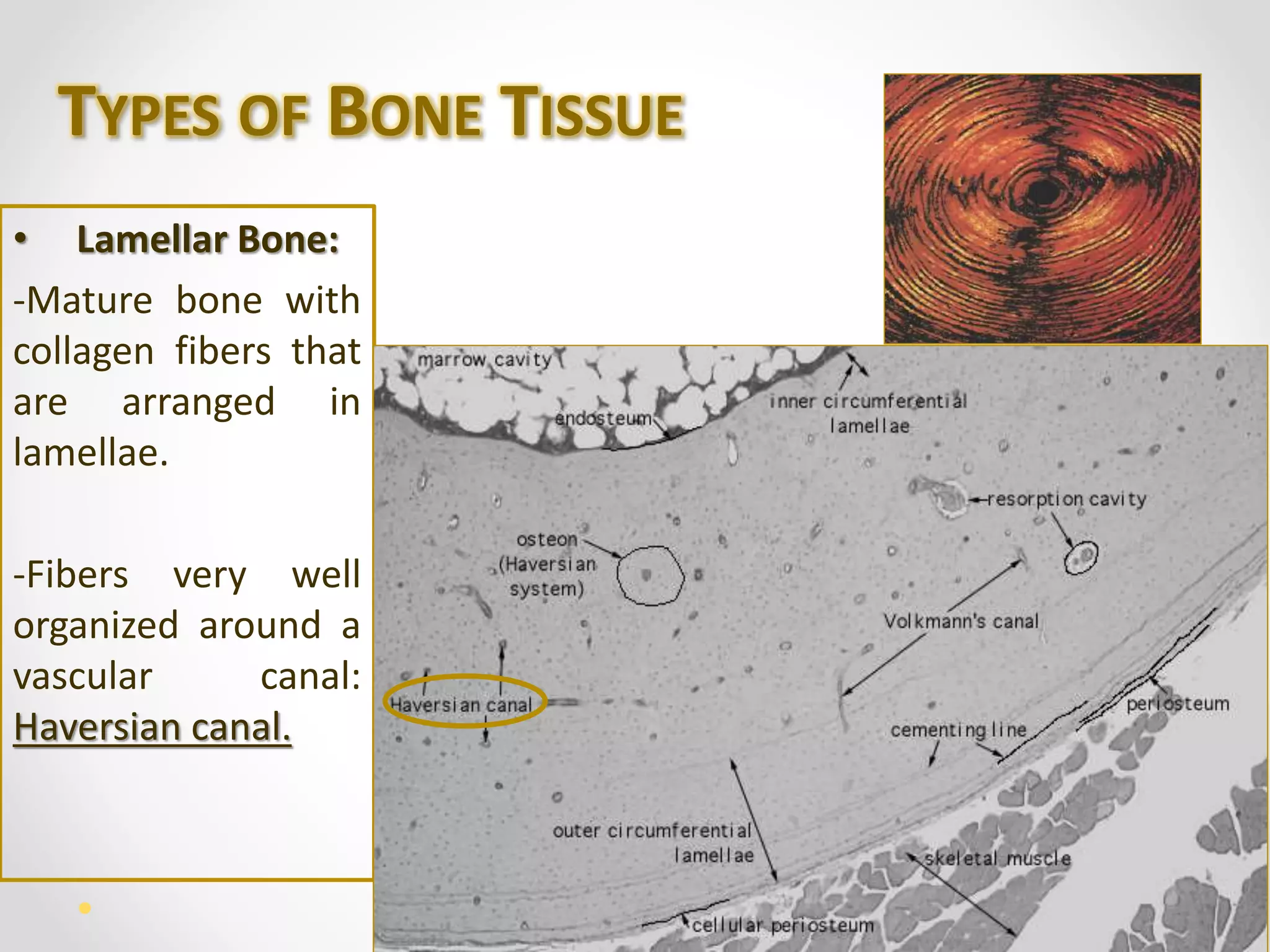 Human Bone Tissue | PPTX