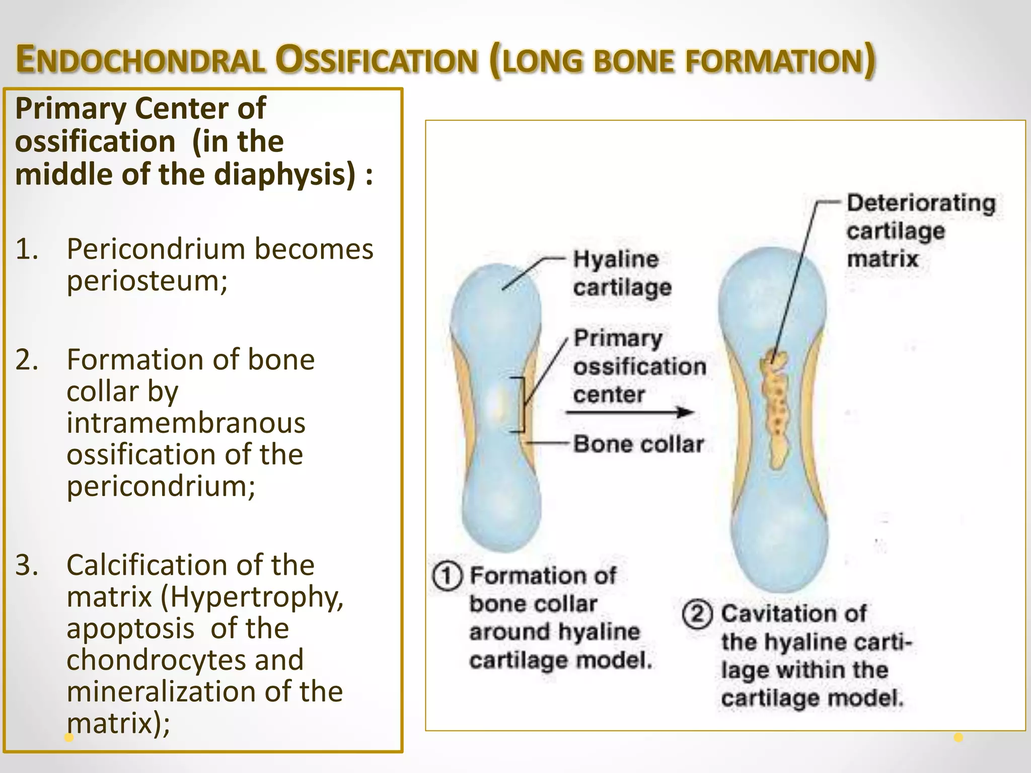 Human Bone Tissue | PPTX