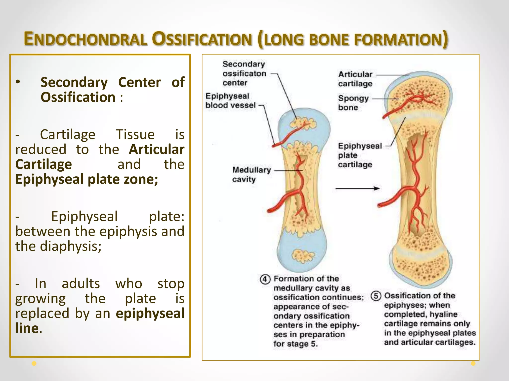 Human Bone Tissue | PPTX | Bone and Joint Conditions | Diseases and ...