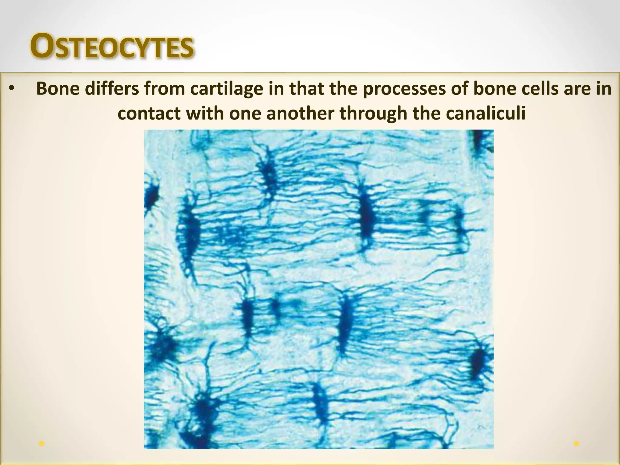 Human Bone Tissue | PPTX