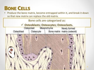 Human Bone Tissue | PPTX