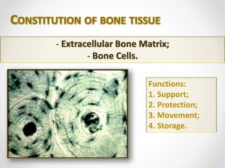 Bone Tissue Slide