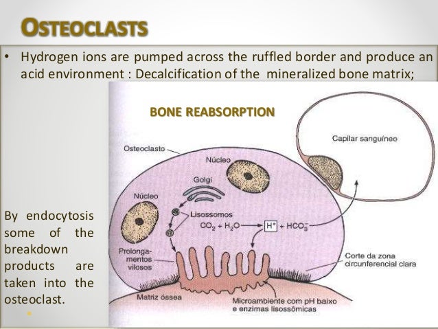Human Bone Tissue