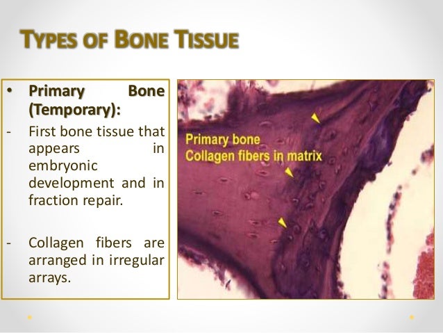 Human Bone Tissue