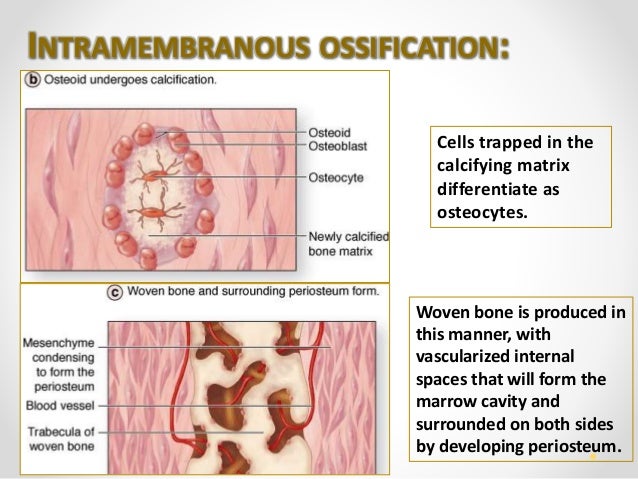 Intramembranous