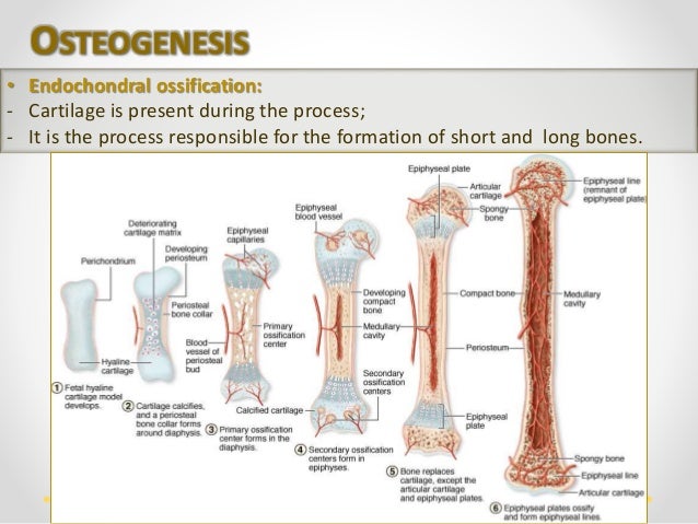 Human Bone Tissue