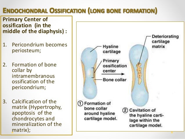 Endochondral Bone Formation Anatomy Homeschool Medicine
