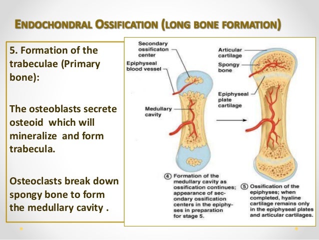 Human Bone Tissue