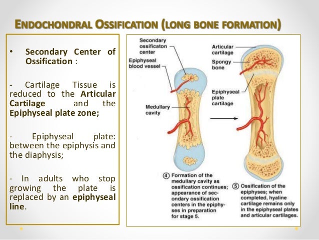 Human Bone Tissue