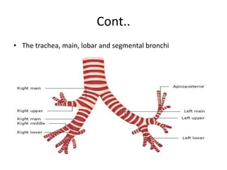 Part ii airway | PPT