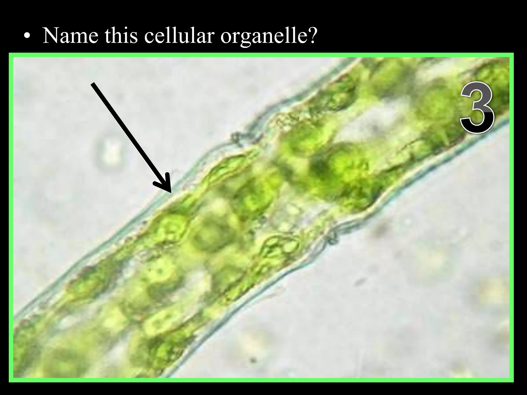 Cell Transport, Osmosis, Diffusion, Active Transport PowerPoint Review ...